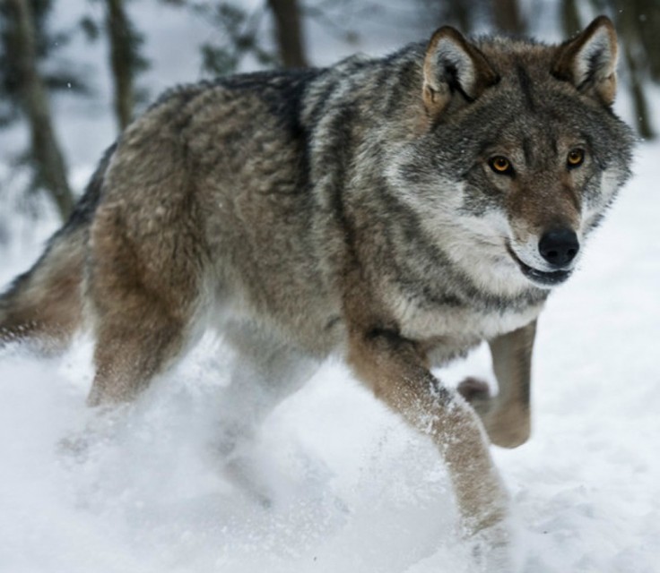 Comportamenti sociologici dei lupi – Mente Digitale